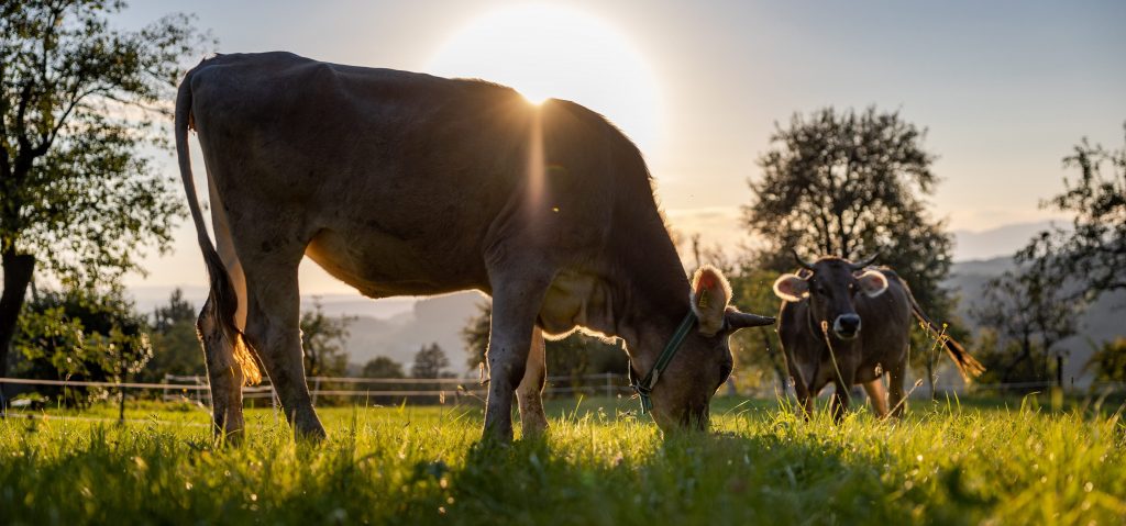 Mleko in mlečni izdelki Mlekarne Celeia | | Mlekarna Celeia